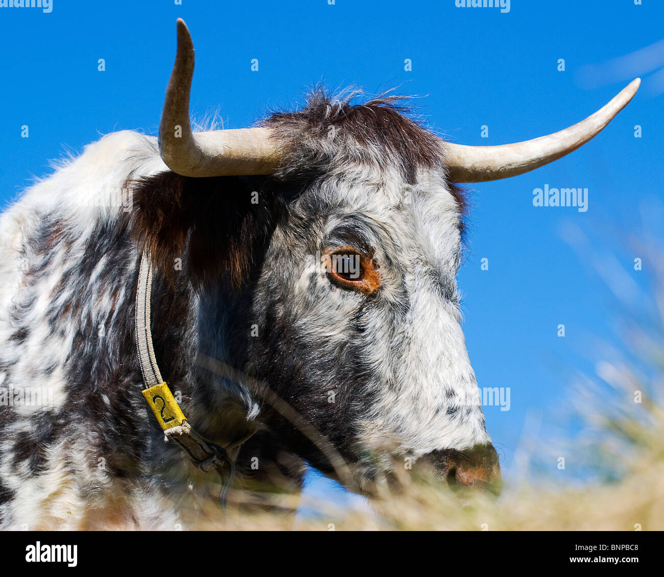 Corne de vache corne regardant portrait Banque de photographies et d ...