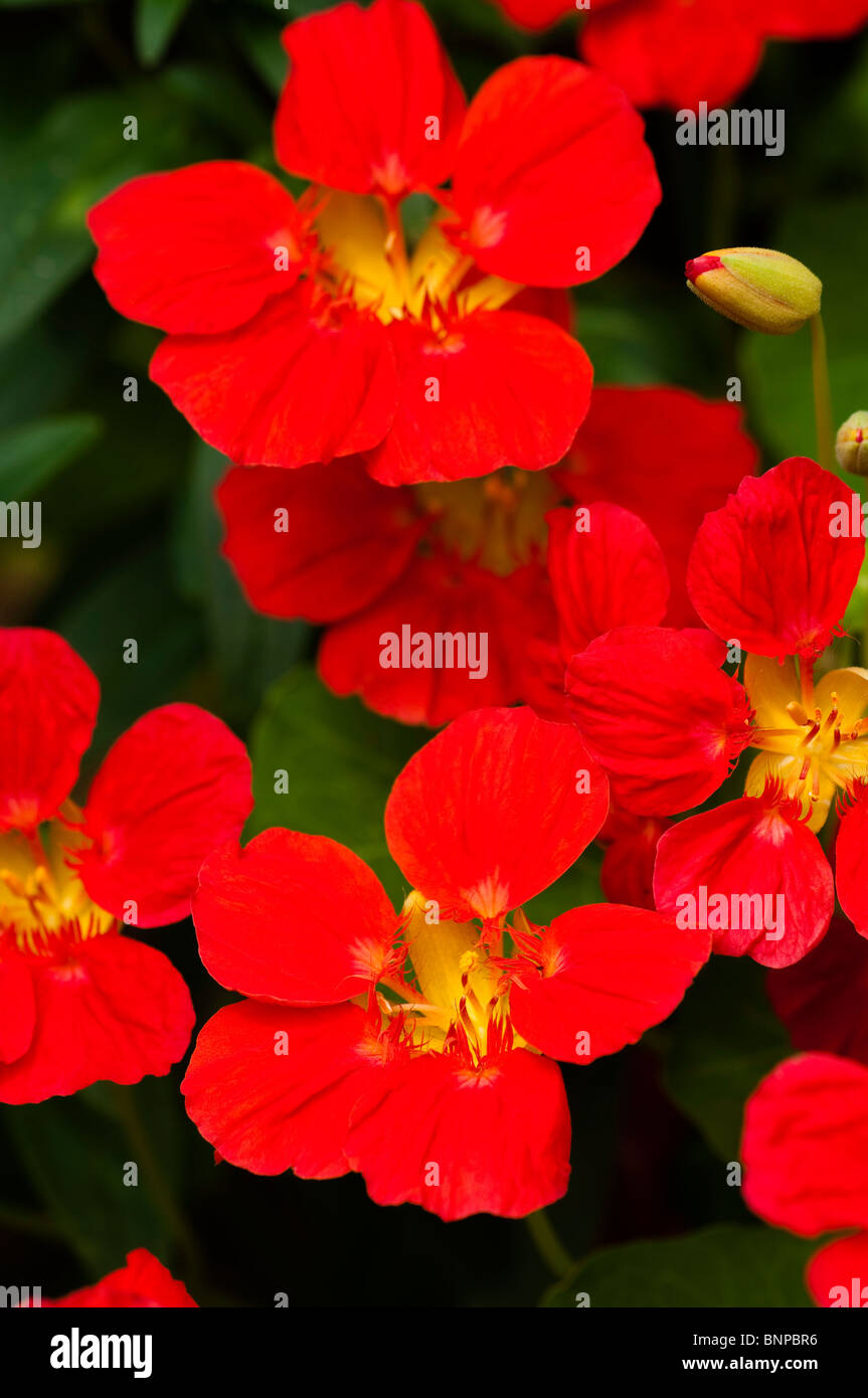 Capucine rouge Banque de photographies et d’images à haute résolution ...