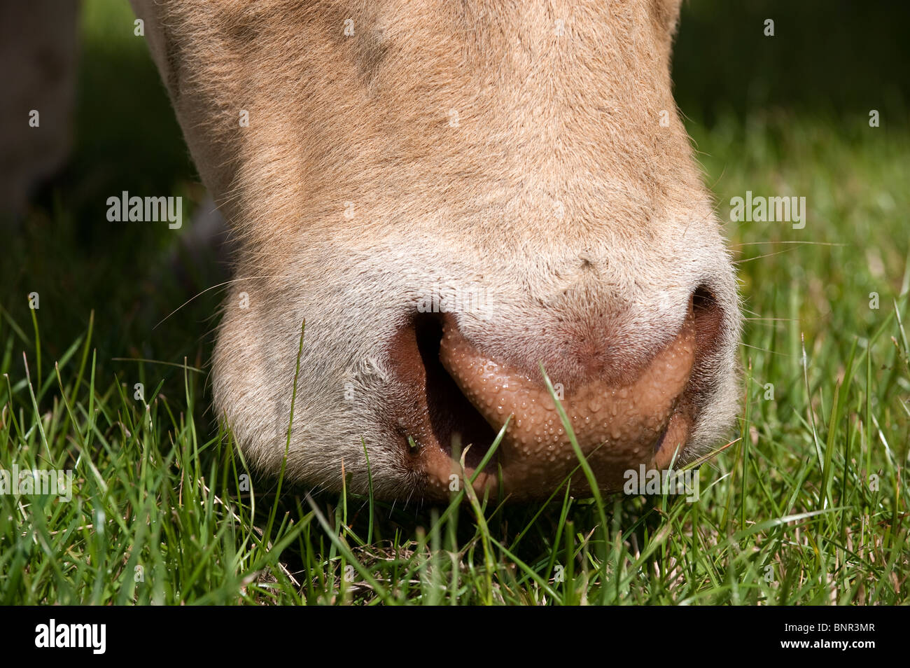 Close up de vaches nez comme il broute Photo Stock - Alamy