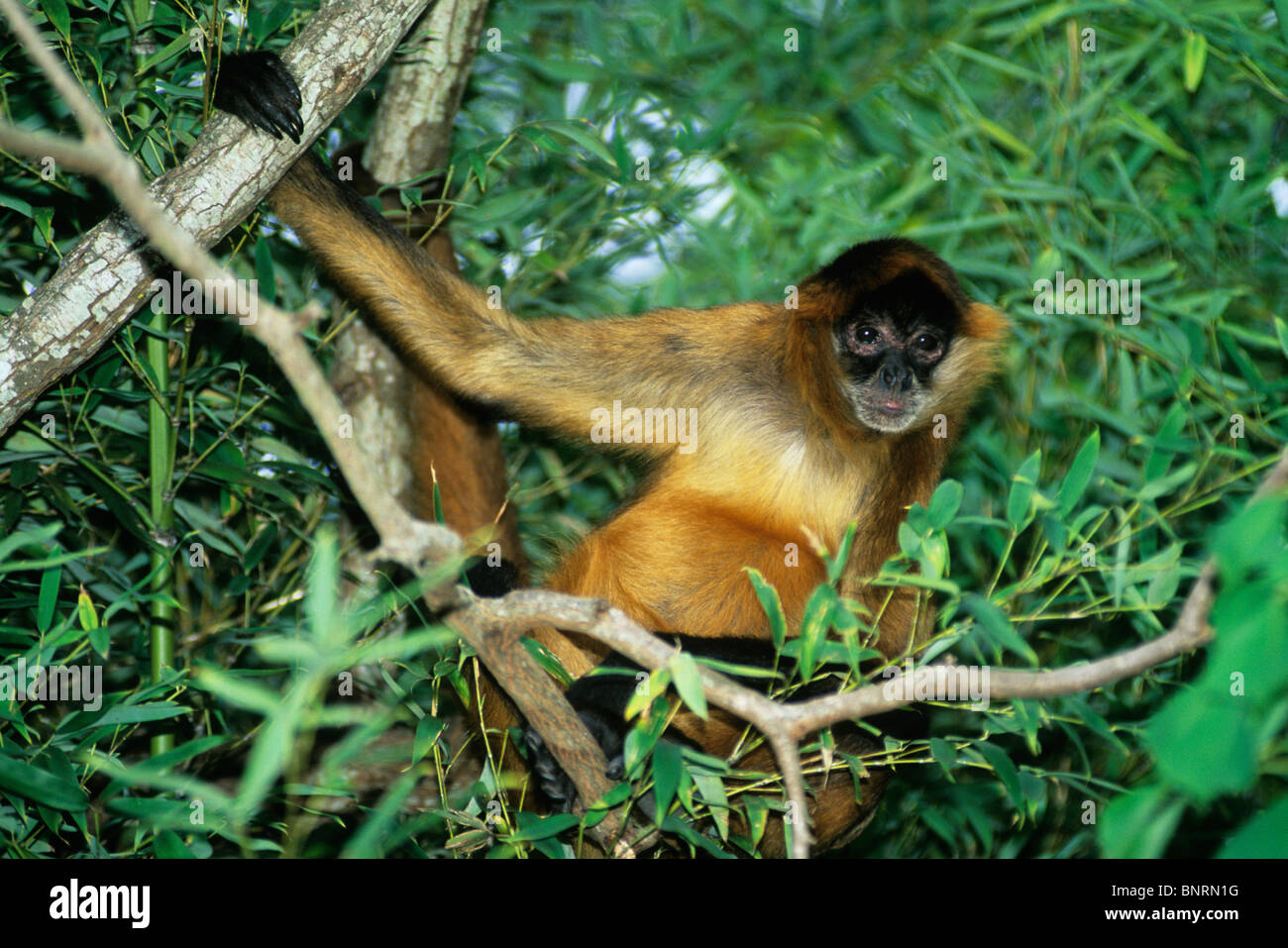 Singe araignée, d'Amérique centrale (Ateles geoffroyi panamensis), dans ...