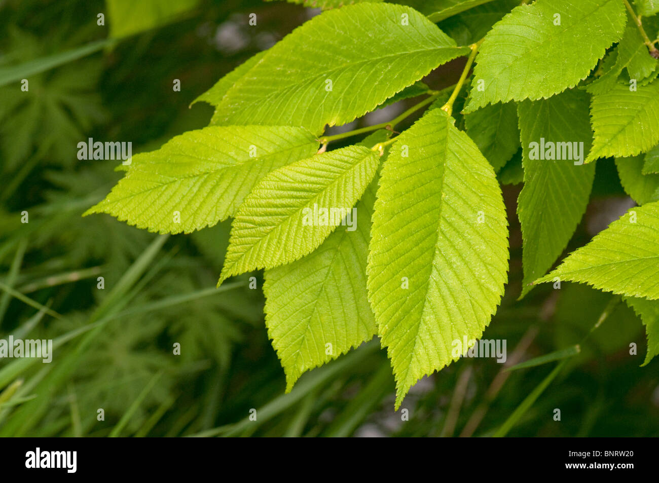 Arbre feuilles d'orme Banque de photographies et d’images à haute ...