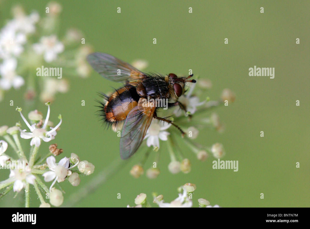 Tachinaire, Tachina fera, Tachininae, Tachinidae, Diptères Aka Fly Pou ...