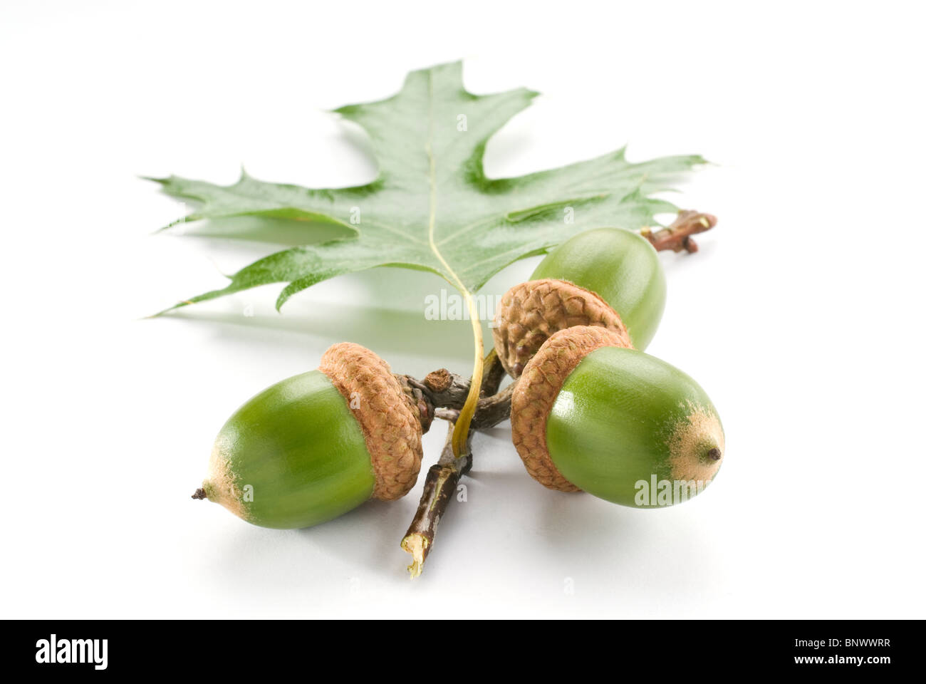 Bouquet de glands Banque d'images détourées - Alamy