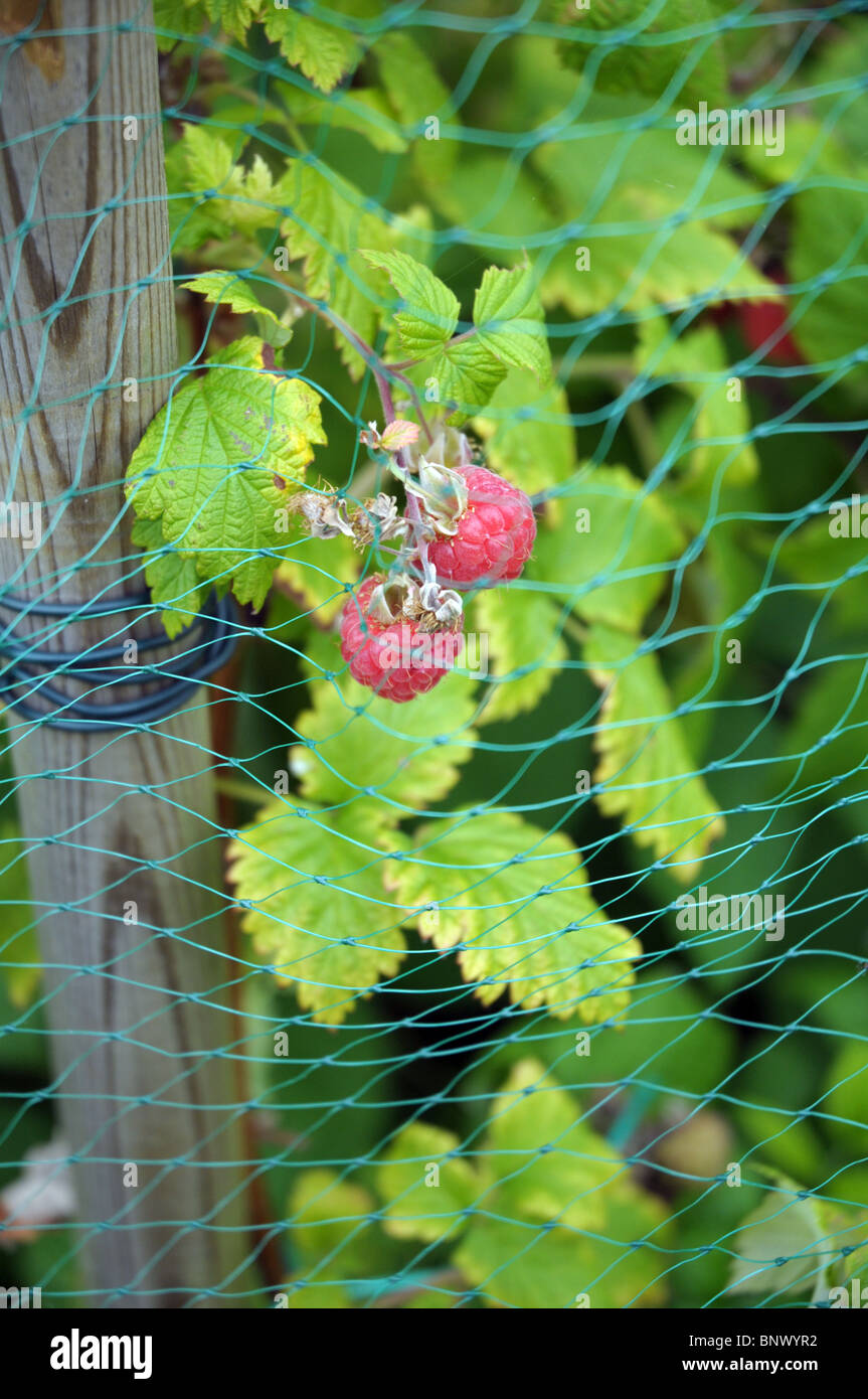 Filet de baies Banque de photographies et d’images à haute résolution ...