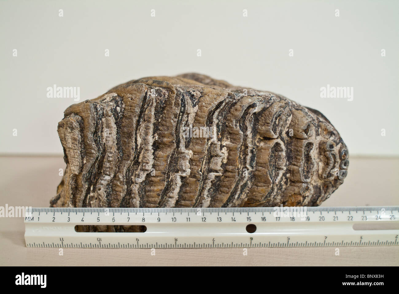 Dent de mammouth fossile Banque de photographies et d’images à haute ...