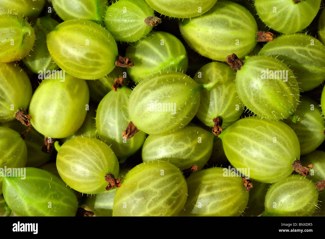 Agriculteur groseilles Banque de photographies et d’images à haute ...