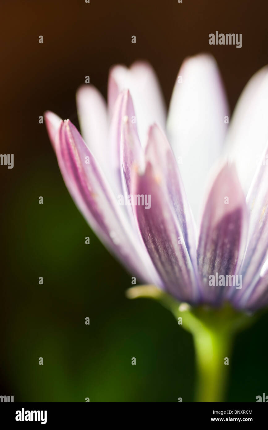 Fleur s'ouvrant Banque de photographies et d’images à haute résolution ...