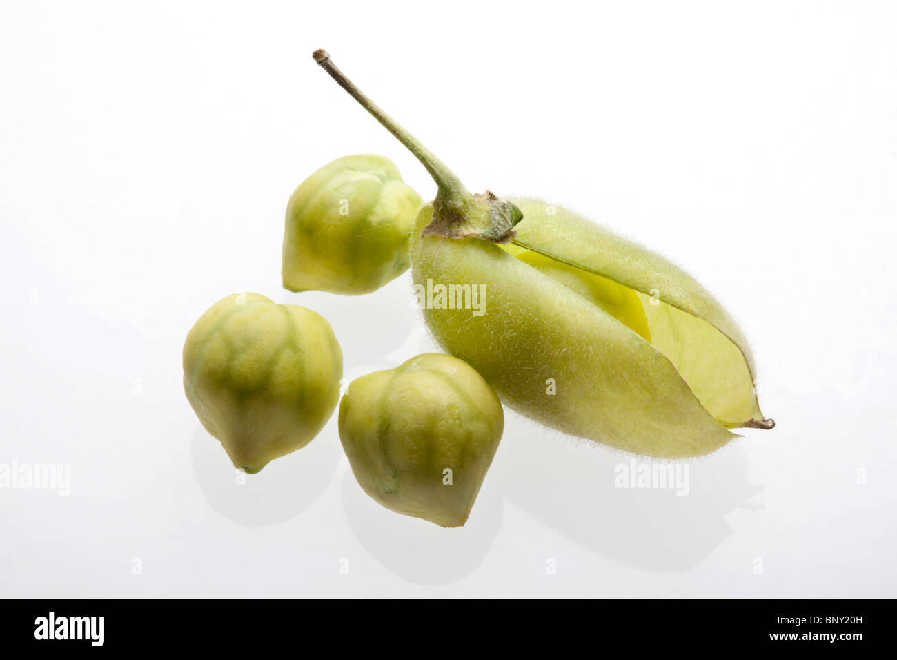 Gousse de pois chiche Banque de photographies et d’images à haute ...