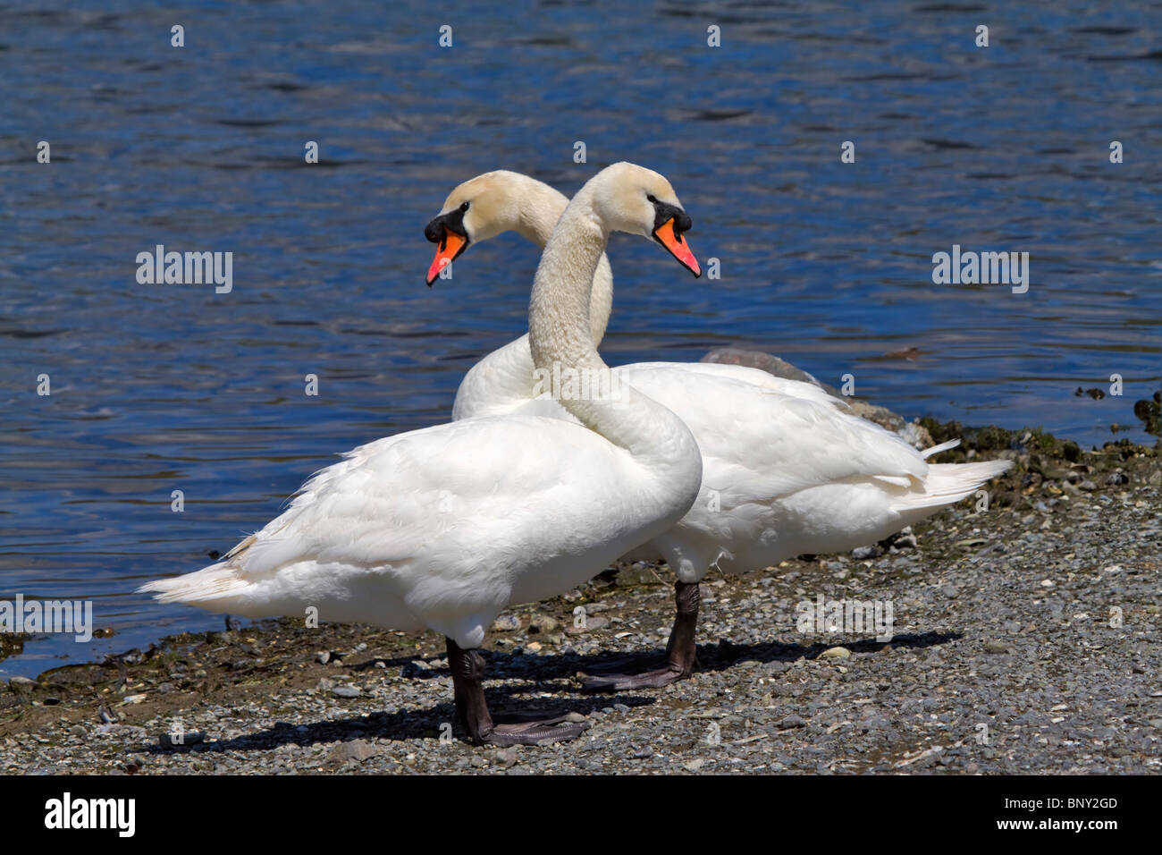 Accouplement de cygnes noirs Banque de photographies et d’images à haute résolution - Alamy