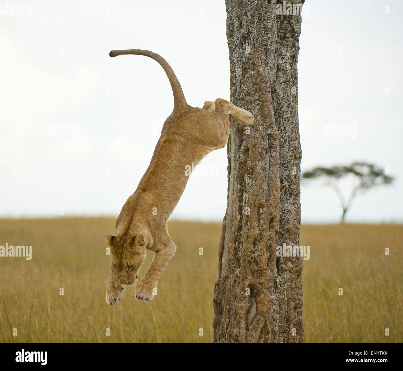 Lion grimpant d'un arbre Banque de photographies et d’images à haute ...
