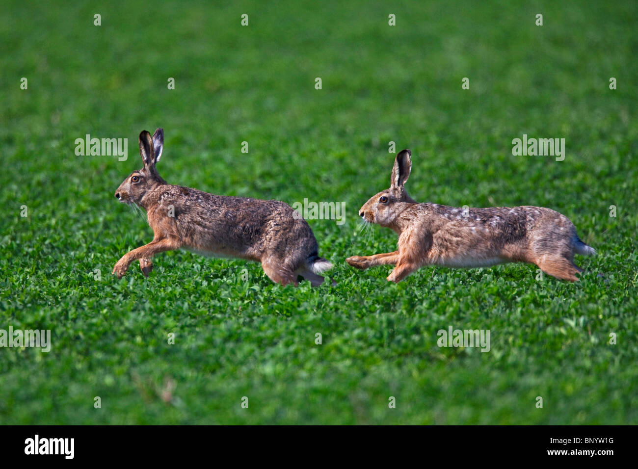 Saison de reproduction du lièvre Banque de photographies et d’images à ...