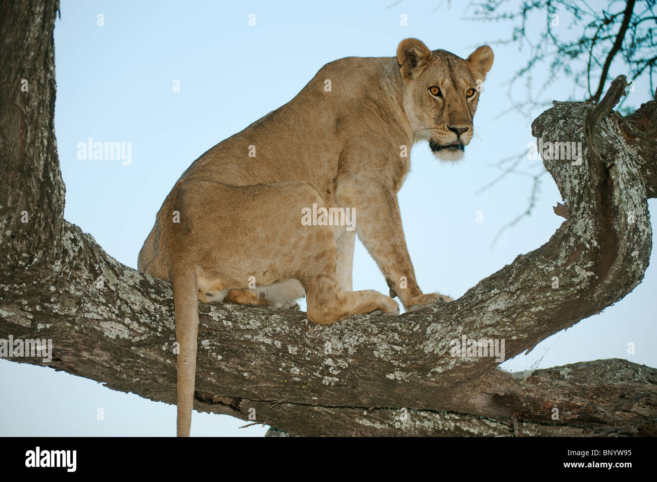 Lion grimpant d'un arbre Banque de photographies et d’images à haute ...