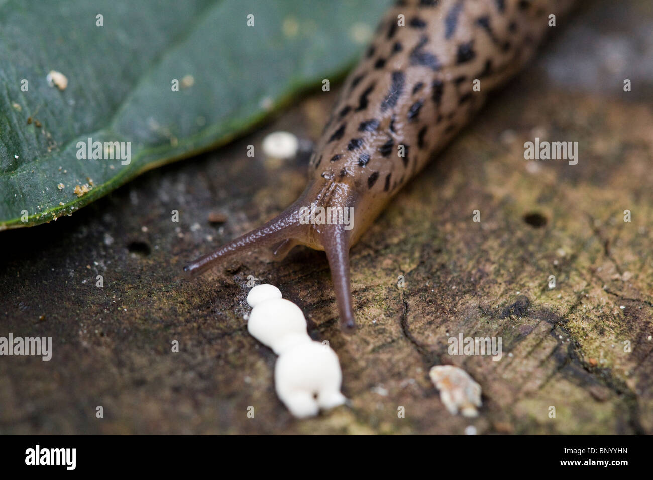 Limace de jardin Banque de photographies et d’images à haute résolution ...