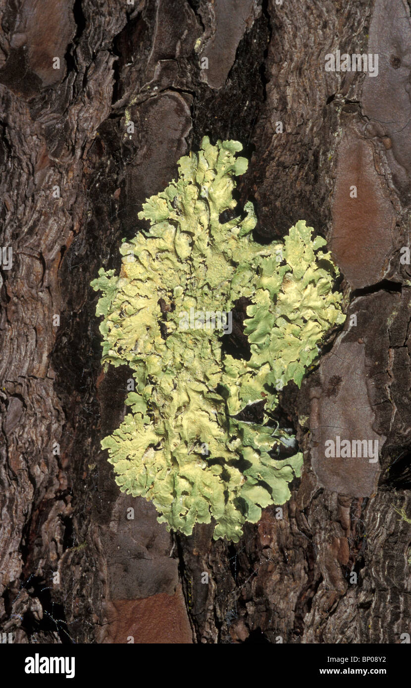 Lichens bark Banque de photographies et d’images à haute résolution - Alamy