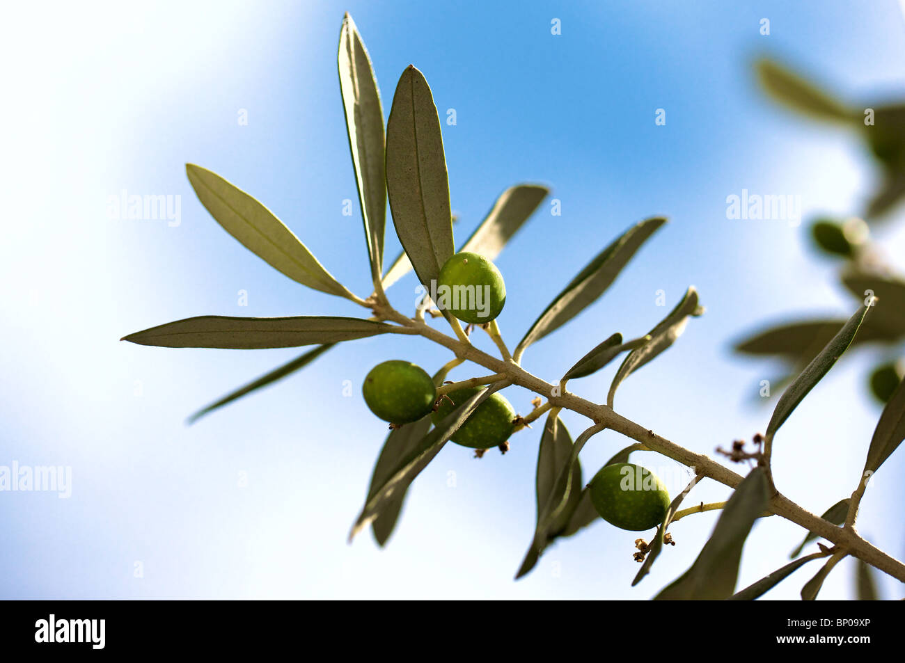 Branche d'olivier Banque de photographies et d’images à haute ...
