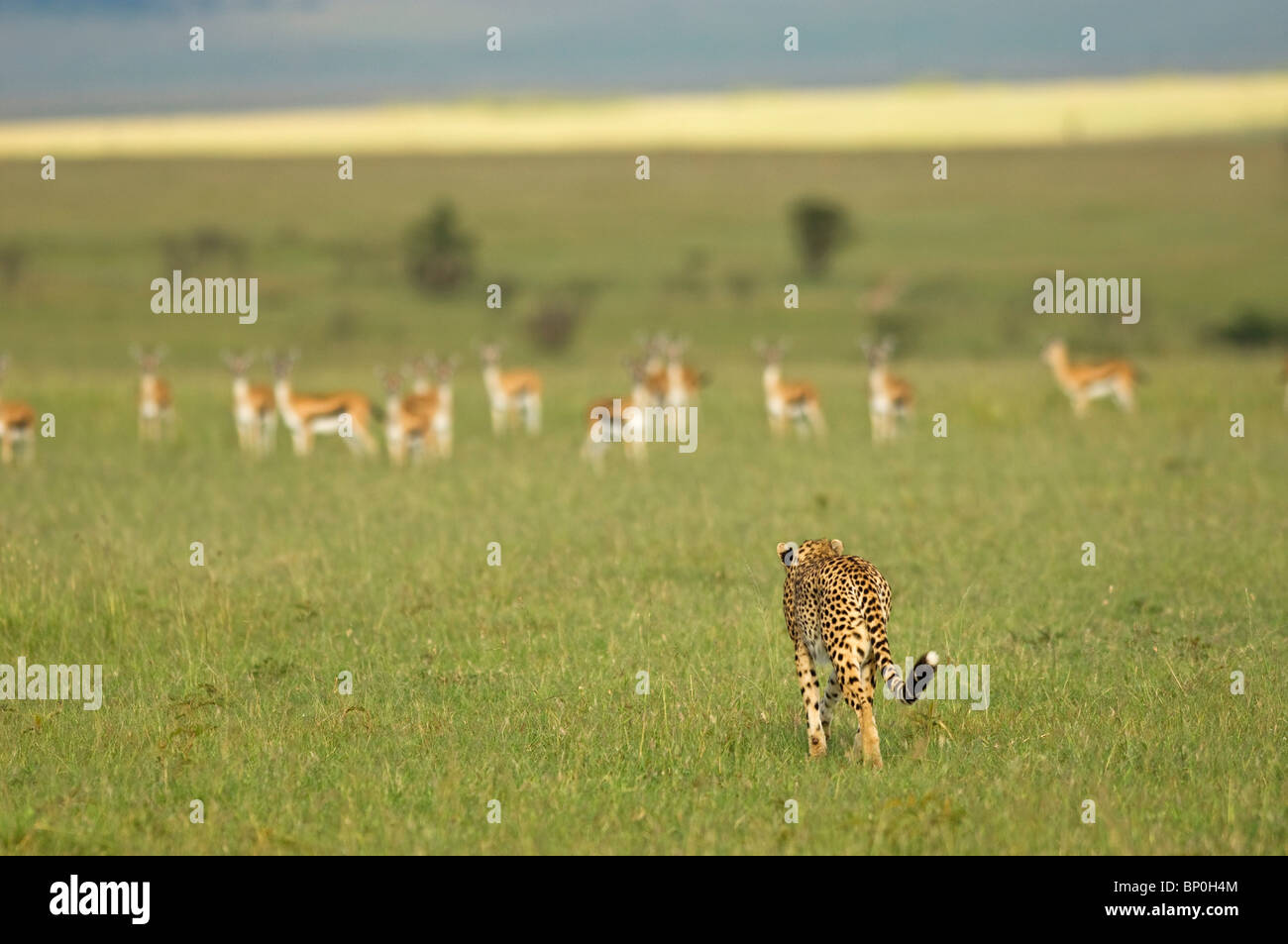 Au Kenya, le Masai Mara. Un guépard femelle branches un troupeau de ...