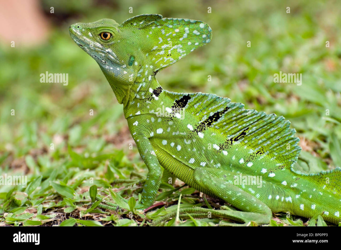 Lézard du costa rica Banque de photographies et d’images à haute ...