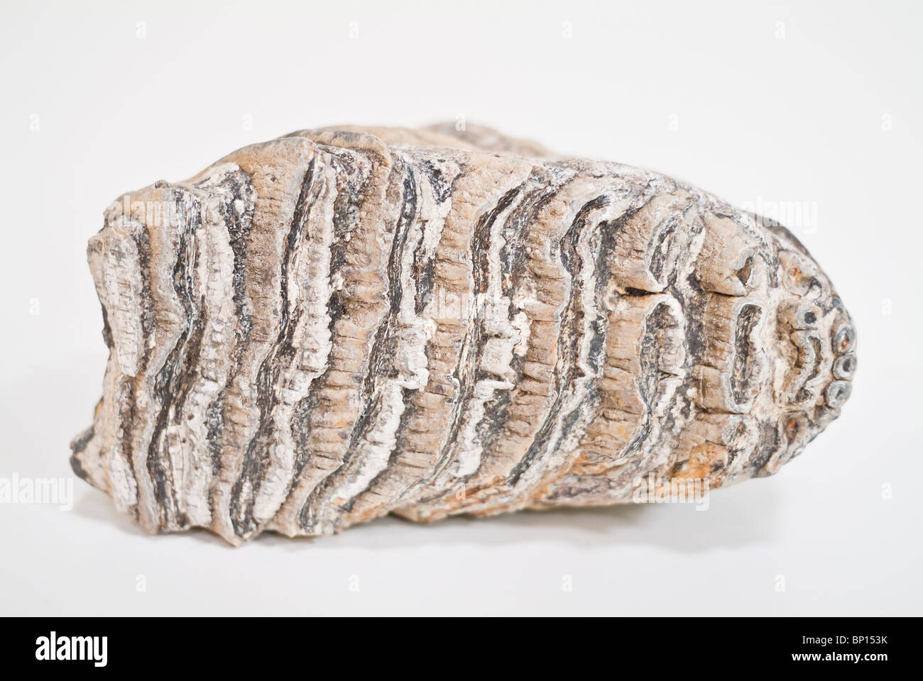 Dent de mammouth fossile Banque de photographies et d’images à haute ...