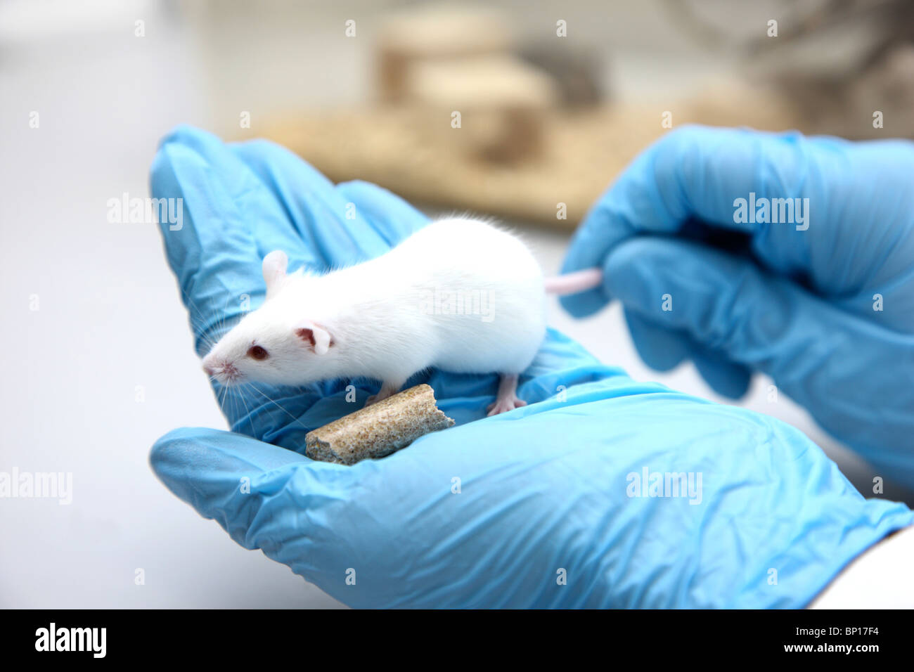 Essais sur des animaux de laboratoire Banque de photographies et d ...