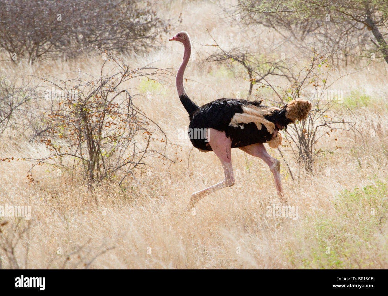 Course d'autruche africaine masculine (Struthio camelus), parc national ...