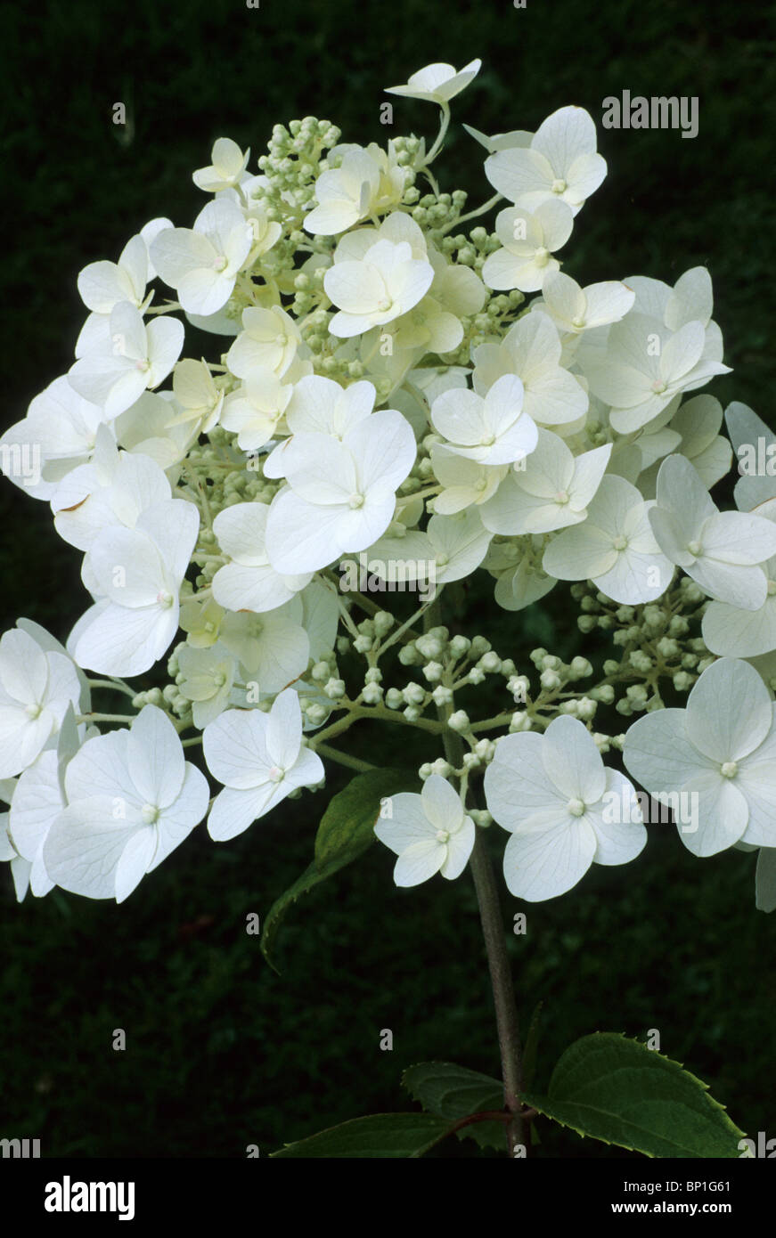 Hortensia paniculata papillon blanc Banque de photographies et d’images ...