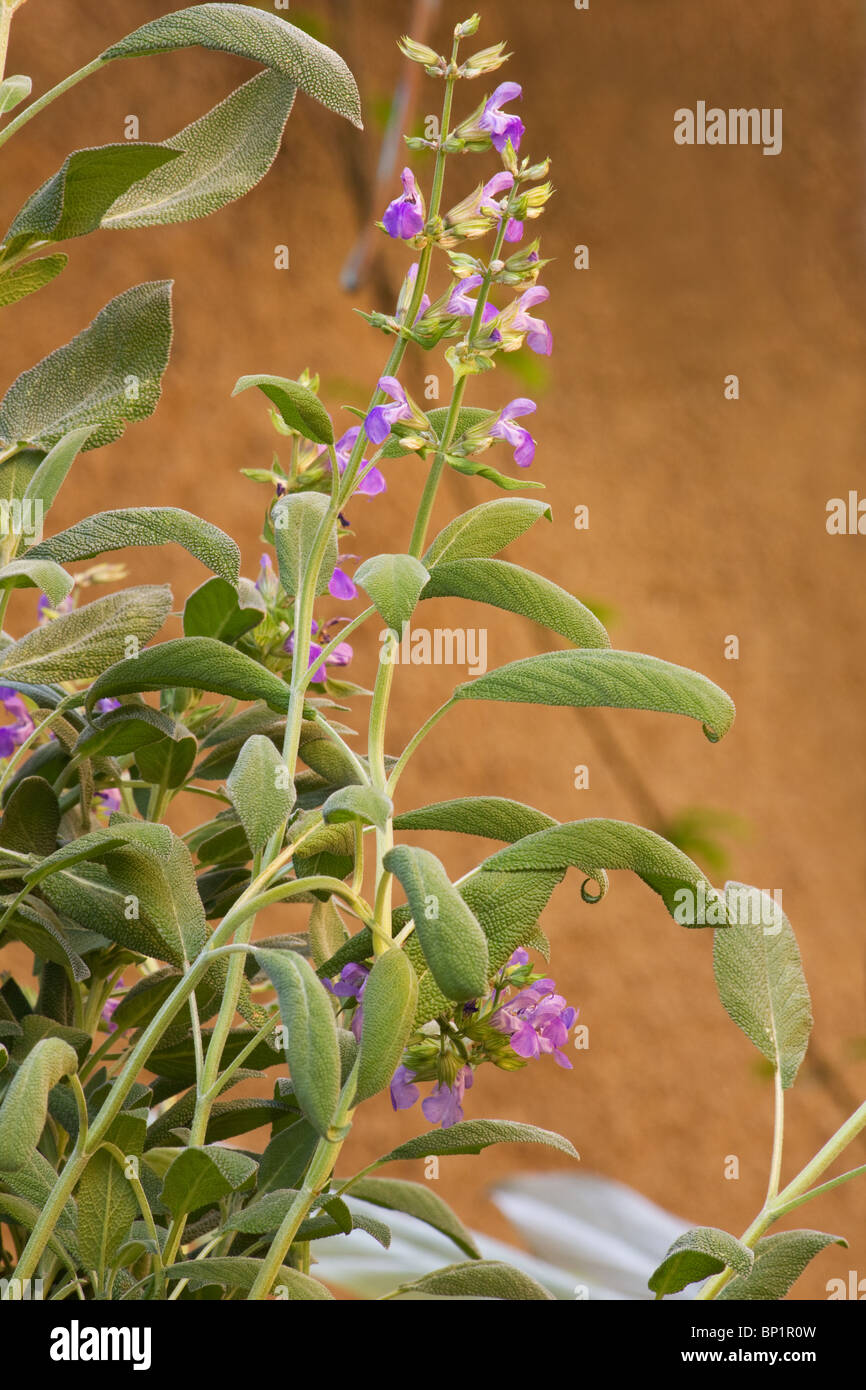 Fleurs sauge plante herbe en fleur Banque de photographies et d’images ...