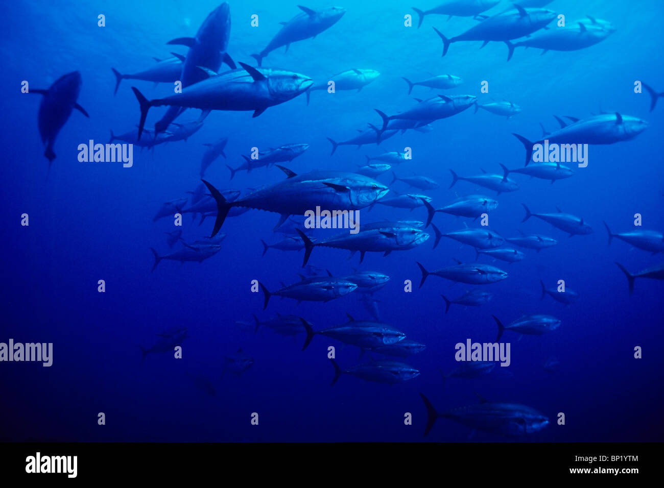 Bluefin tuna thunnus thynnus Banque de photographies et d’images à ...