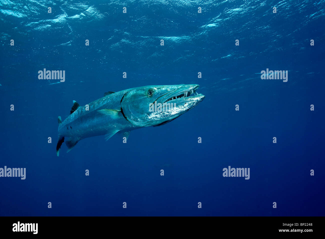 Grand barracuda sphyraena barracuda Banque de photographies et d’images ...