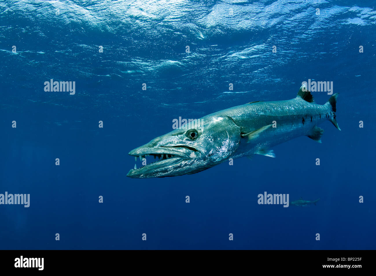 Grand barracuda sphyraena barracuda Banque de photographies et d’images ...