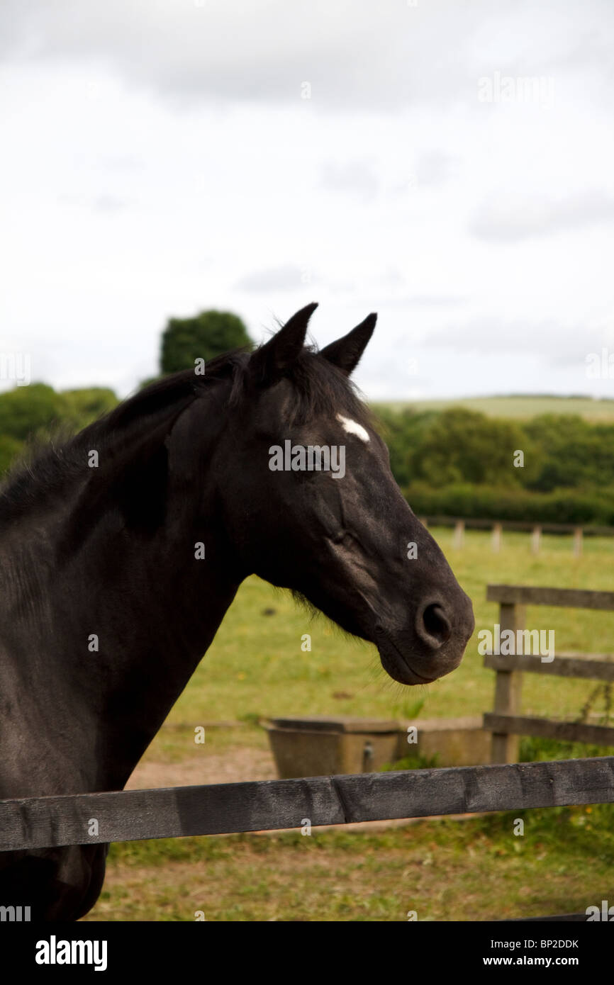 Oreilles de cheval en avant Banque de photographies et d’images à haute ...