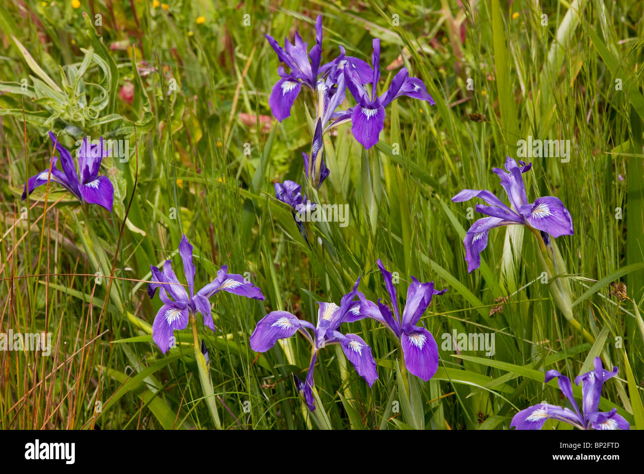 Iris californien Banque de photographies et d’images à haute résolution ...