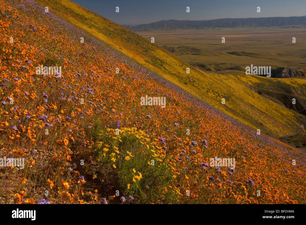 Masses de fleurs sauvages spectaculaires, principalement colline de San ...
