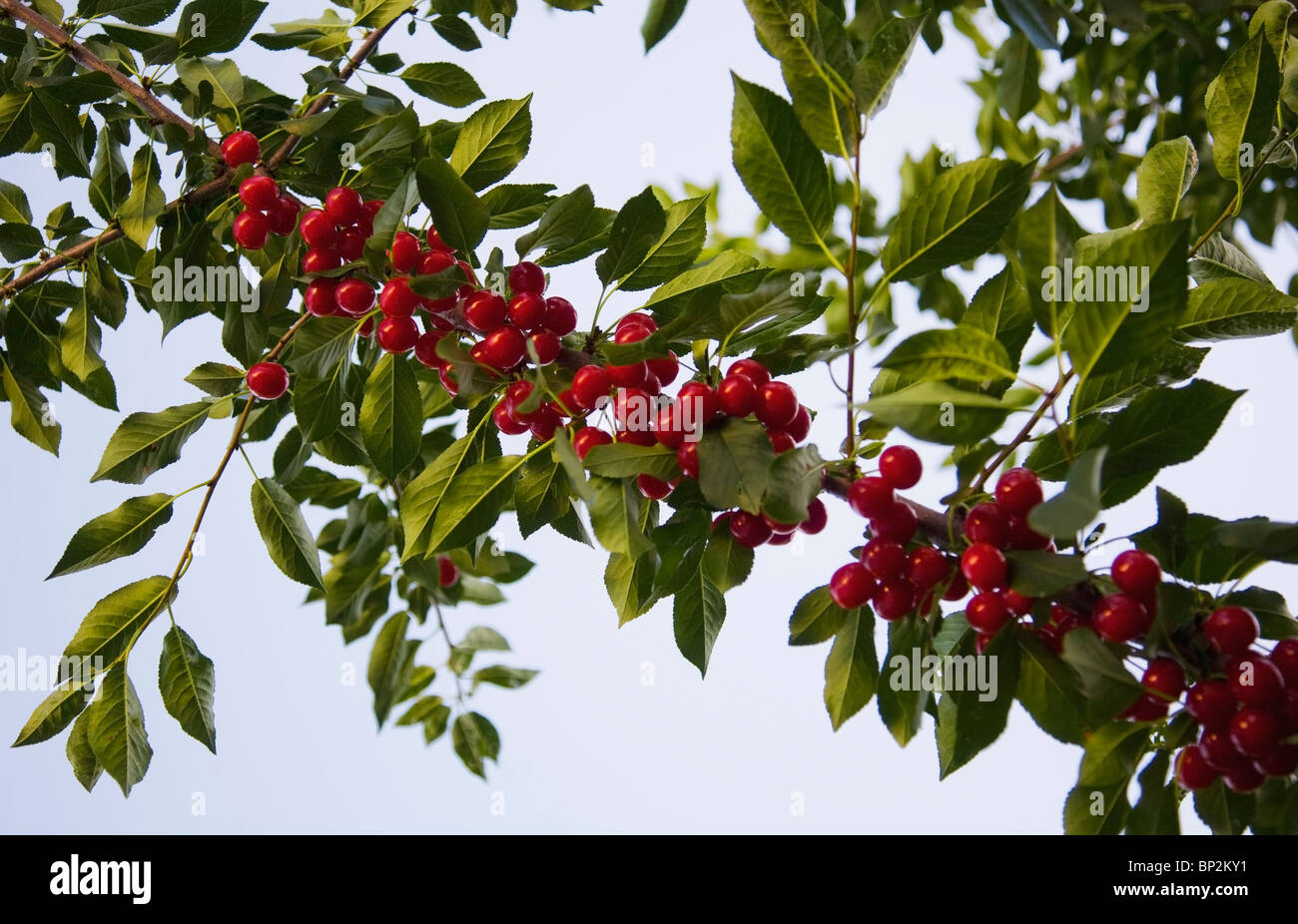 Arbre Aux Fruits Rouges Banque d'image et photos - Alamy