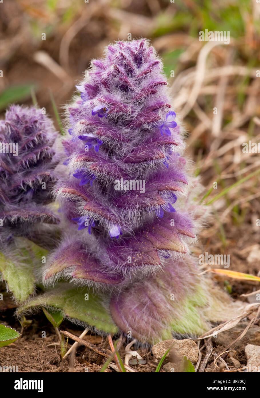 Ajuga pyramidalis bugle pyramidale, dans le Grand Caucase, la Géorgie ...