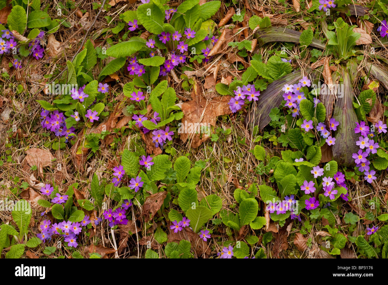 Formulaire rose de Primrose, Primula vulgaris var. sibthorpii, dans le ...