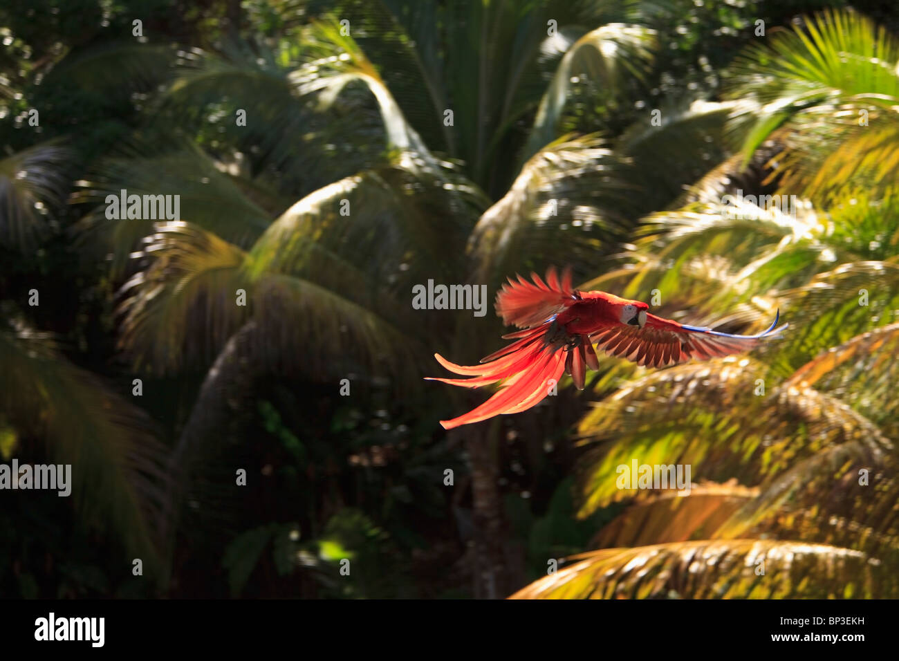 Perroquet En Vol Banque d'image et photos - Alamy