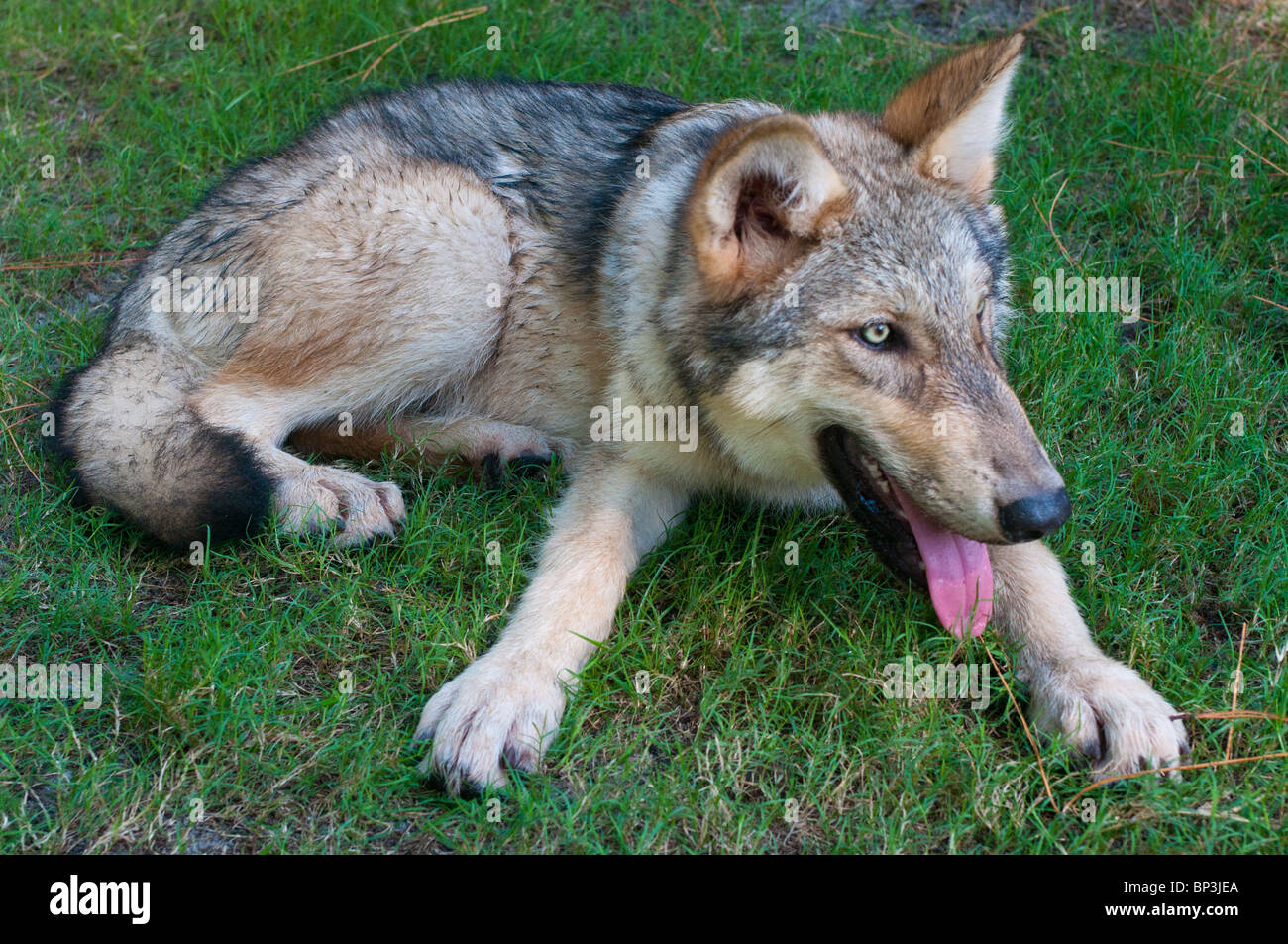 Wolf pup Banque de photographies et d’images à haute résolution - Alamy