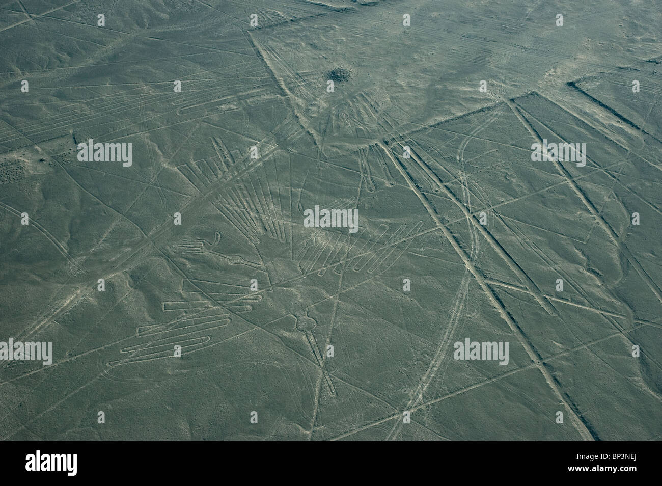 Le Condor géoglyphe figure des lignes de Nazca dans les Pampas de ...