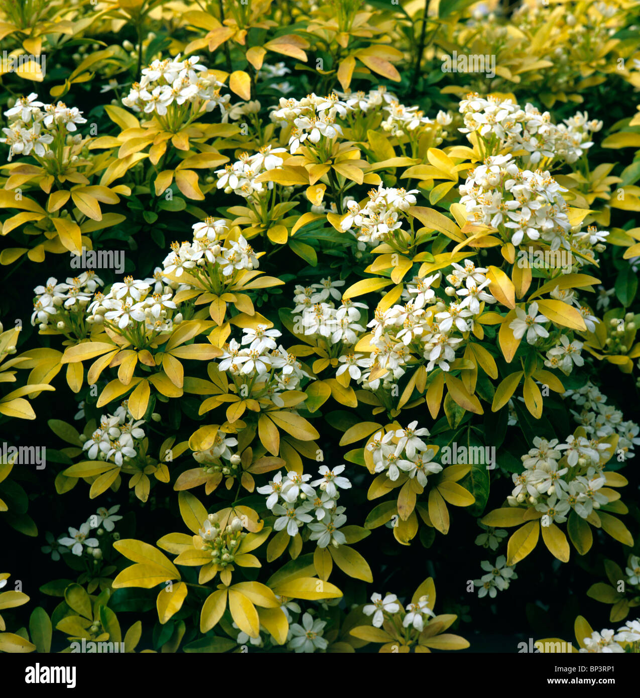 Choisya ternata flowering Banque de photographies et d’images à haute ...