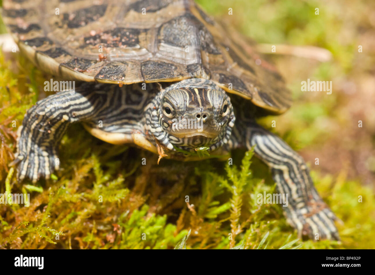 Carte du lac des tortues Banque de photographies et d’images à haute ...