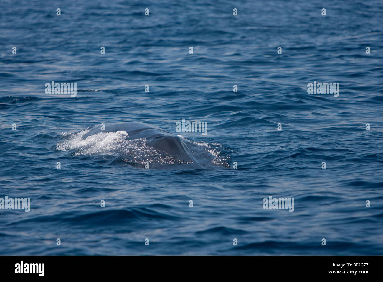Le Rorqual bleu Balaenoptera musculus, brevicaudae Blauwal Sri Lanka ...