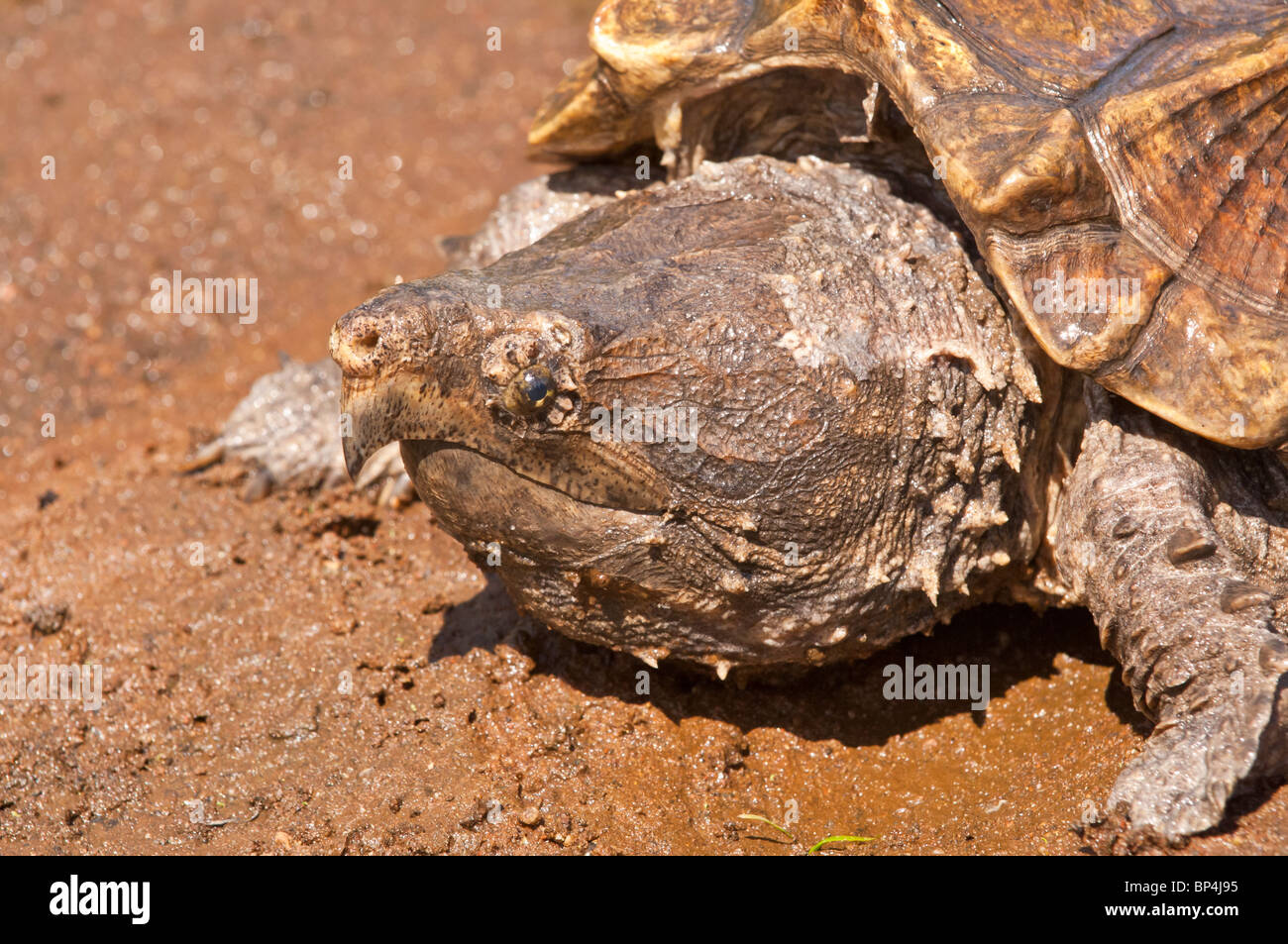 Alligator snapping turtle macrochelys temminckii Banque de ...