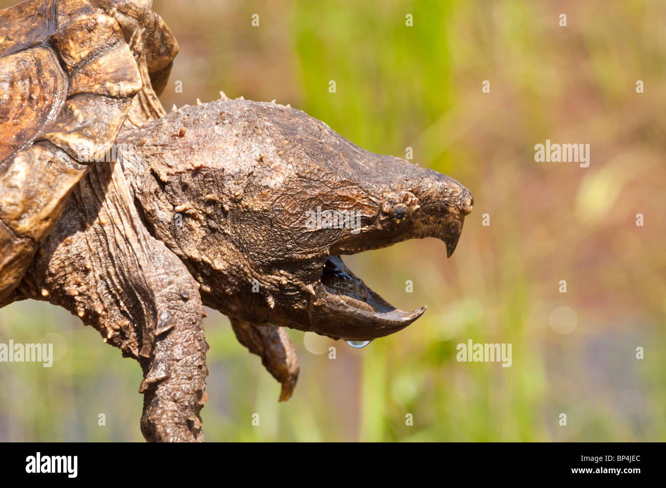 Tortue Alligator, Macrochemys temminckii, originaire du sud de l'eaux ...