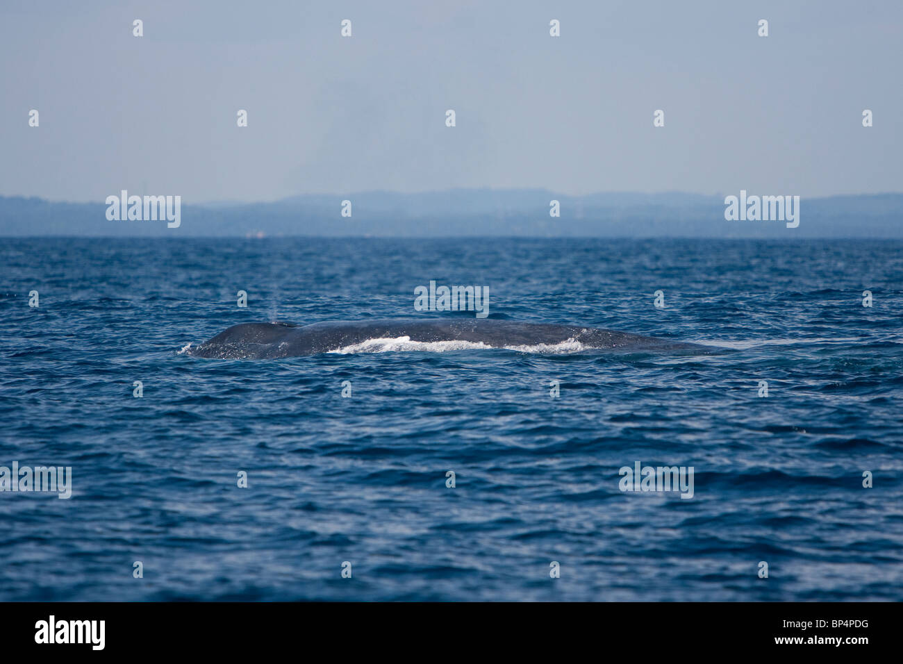 Rorqual bleu balaenoptera musculus Banque de photographies et d’images ...