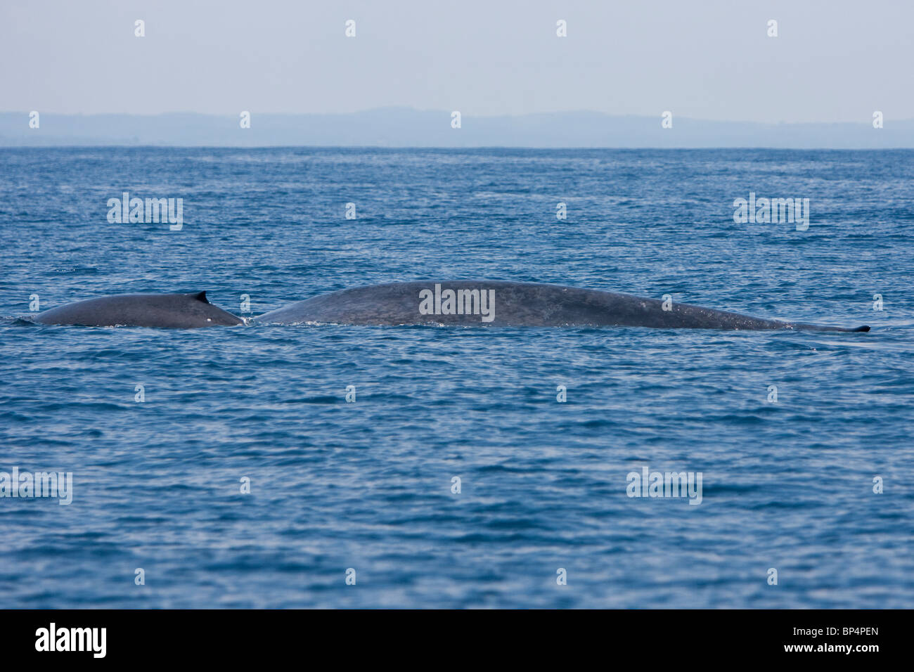 Rorqual bleu Banque de photographies et d’images à haute résolution - Alamy