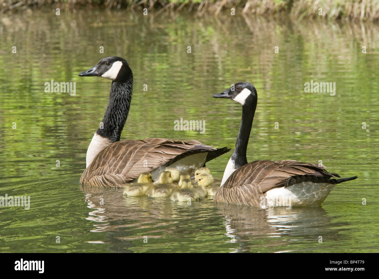 Oisons canadiens Banque de photographies et d’images à haute résolution - Alamy
