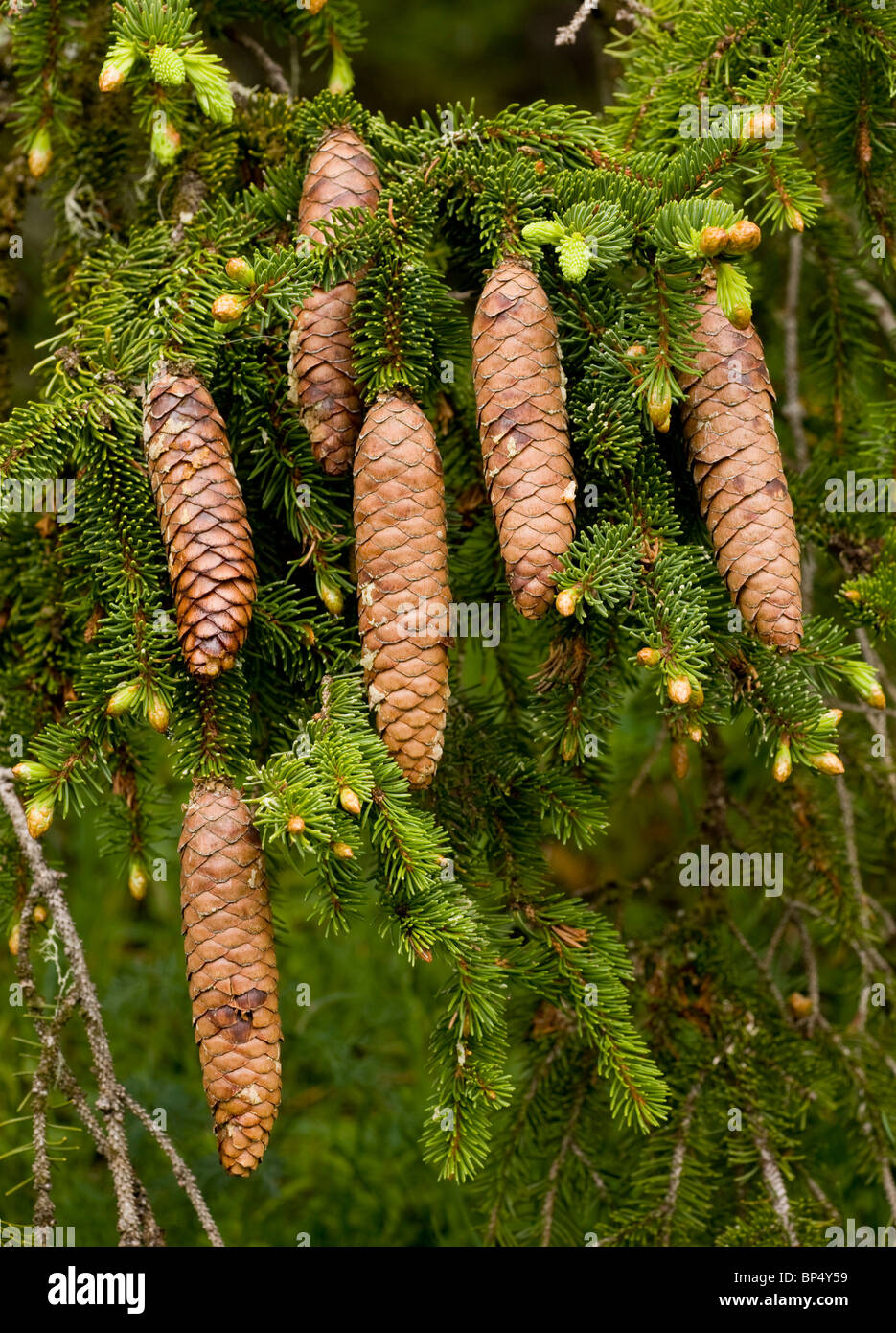 L'épicéa, Picea abies cônes femelles Photo Stock - Alamy