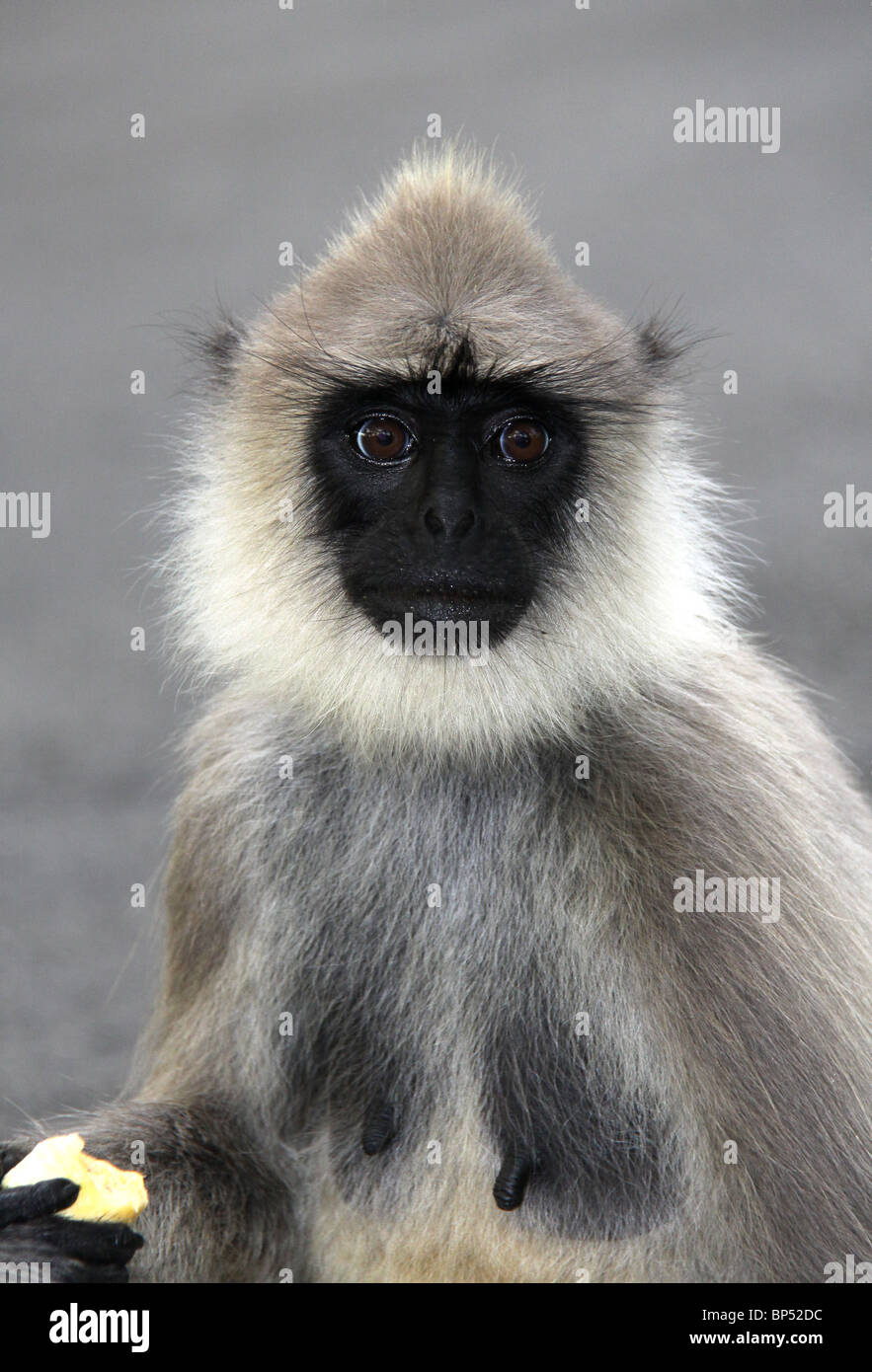 Indian monkey Banque de photographies et d’images à haute résolution ...