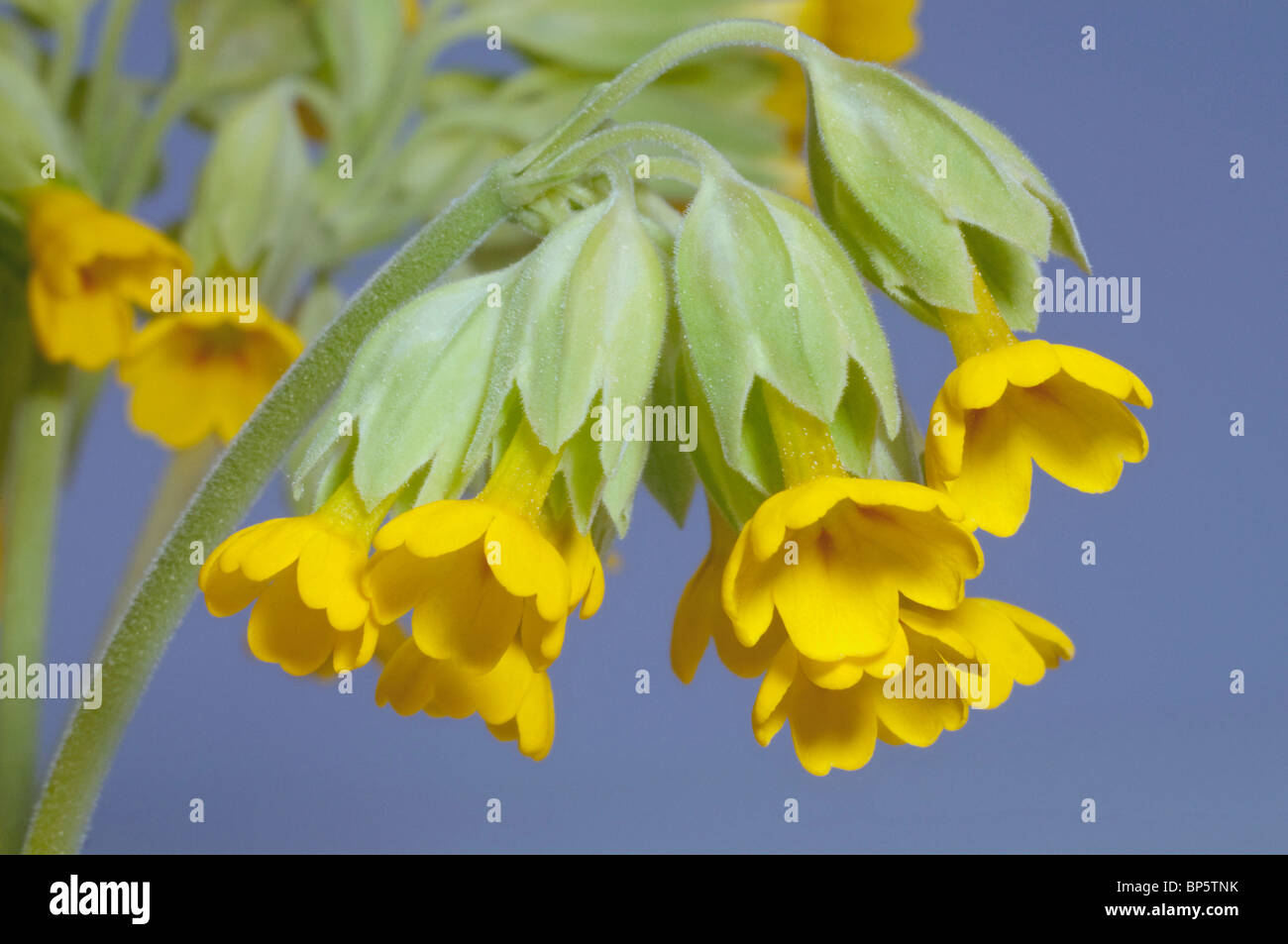 Primula officinalis Banque d'images détourées - Alamy