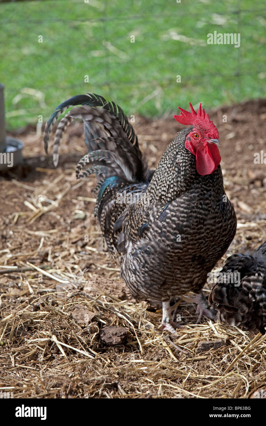 Scots dumpy chicken Banque de photographies et d’images à haute résolution - Alamy